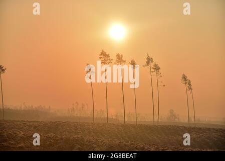 the rising sun over the surviving trees Stock Photo - Alamy
