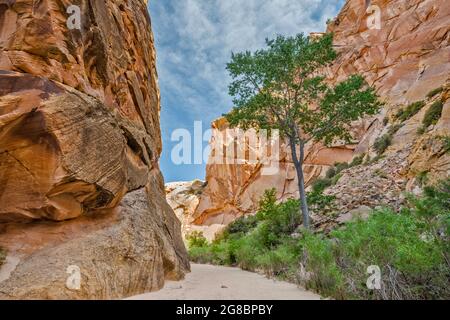 Hackberry Canyon, near Cottonwood Canyon, Grand Staircase Escalante ...