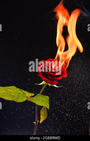 Rose is blazing. Burning rose dark background. Red flower on fire ...