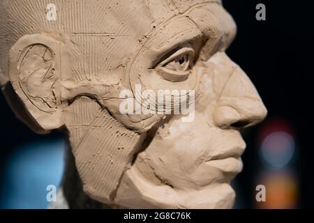 The process of creating ecorche. The sculptor is working. Sculpture of ...