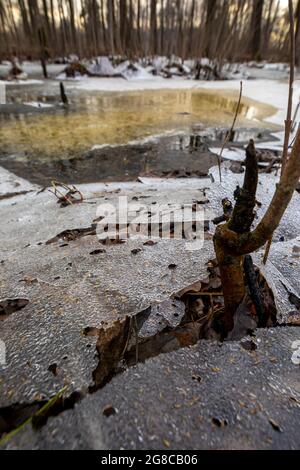 Thin cracked ice on puddles in the forest. Germination of plants in ...
