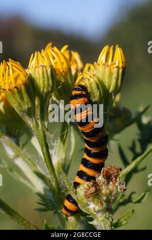 A Cinnabar moth on the green leaf, macro Stock Photo - Alamy