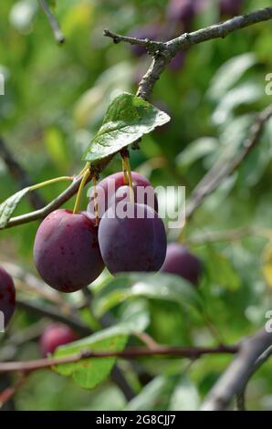 Organic plums on tree with bokeh Stock Photo - Alamy