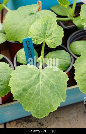 Courgette seedlings. Courgette plants - Cucurbita pepo 'Defender' in ...