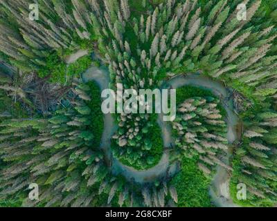 meandered river and riparian vegetation Stock Photo - Alamy