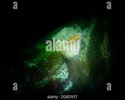 Carp louse (Argulus foliaceus), fish parasite, Germany Stock Photo - Alamy