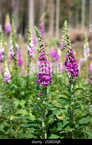 Summer blooming foxglove wildflowers, Digitalis purpurea, grow in a ...