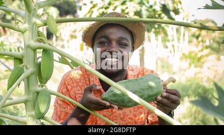 African farmer holding papaya at organic farm with smile and happy ...