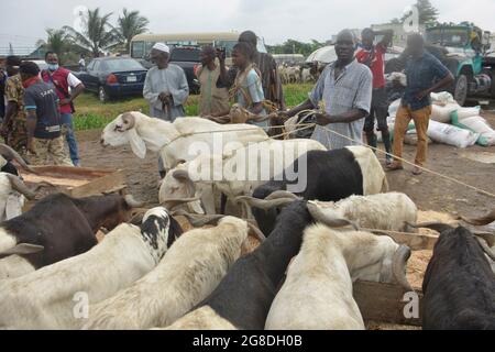 A ram for sale at the Kara Cattle Market, Isheri, in preparation for ...