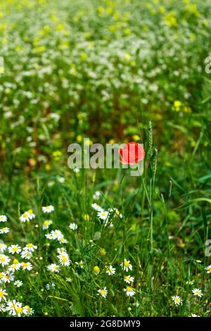 Daisy and poppy meadow on a sunny day Stock Photo - Alamy