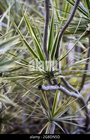 Vertical shot of the dragon tree branches on a blurred background Stock ...