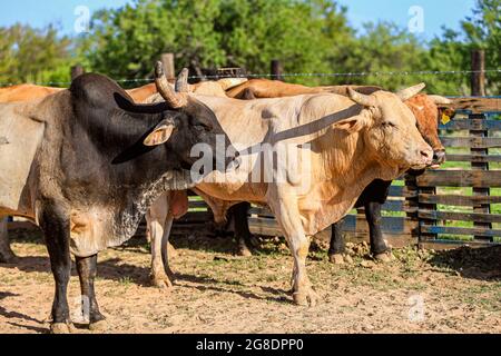 Rodeo bulls in paddock Stock Photo - Alamy