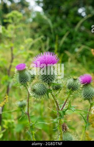 Spear thistle in flower Stock Photo - Alamy