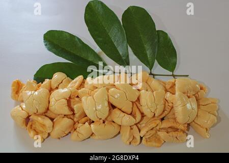 Freshly picked Jamaican Ackee arranged with ackee leaf Stock Photo - Alamy