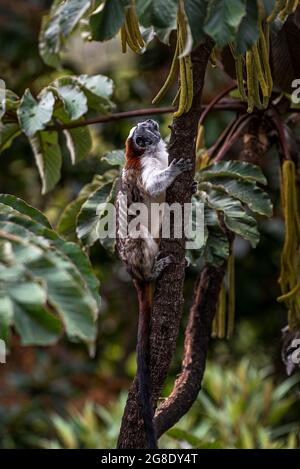 Geoffroy's tamarin monkeys in their habitat in the rain forest of ...