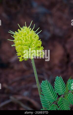 Yellow Puff, Neptunia lutea Stock Photo - Alamy