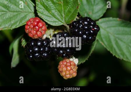 Bramble, Rubus sp., fruit Stock Photo - Alamy