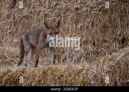 Red fox (Vulpes vulpes) in the straw on a farm, Rhineland-Palatinate ...