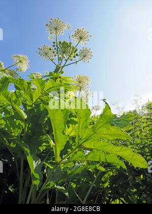 Giant hogweed (Heracleum mantegazzianum), Solms, Hesse Stock Photo - Alamy