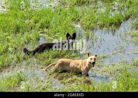 Wetland of Lake Kerkini, Macedonia, Greece Stock Photo - Alamy