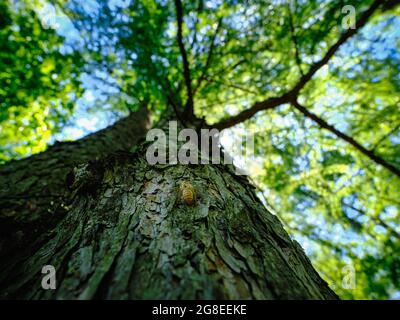 Empty Shell of Cicada Stock Photo - Alamy