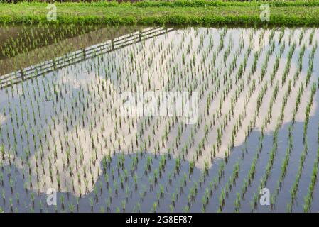 Rice Paddy in Minamiaso Village, Kumamoto Prefecture, Japan Stock Photo ...