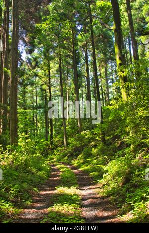 Minamiaso Village with Tender Green, Kumamoto Prefecture, Japan Stock ...