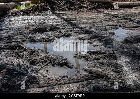 Puddle on forest path after rain Stock Photo - Alamy