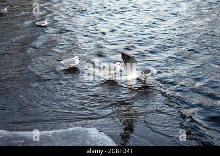 Group of seagulls gathered near the shore Stock Photo - Alamy