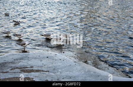 Group of seagulls gathered near the shore Stock Photo - Alamy