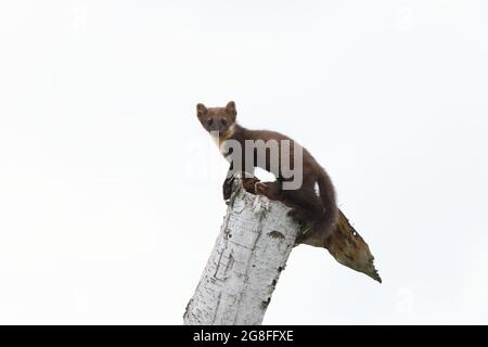 European pine marten (Martes martes) Usedom Germany Stock Photo - Alamy