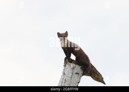 European pine marten (Martes martes) Usedom Germany Stock Photo - Alamy