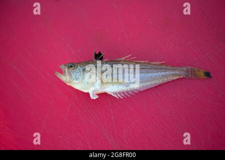 Lesser Weever (Echiichthys vipera) just caught in gloved hand Yorkshire ...
