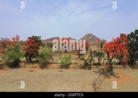 plash red flower close up Stock Photo - Alamy