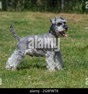 Miniature Schnauzer, side view Stock Photo - Alamy