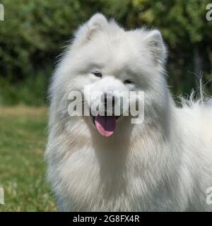 Samoyed looking up with mouth open and tongue to the side Stock Photo ...