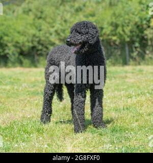 standing Standard Poodle Stock Photo - Alamy