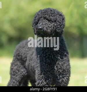 standard poodle shoulders Stock Photo - Alamy