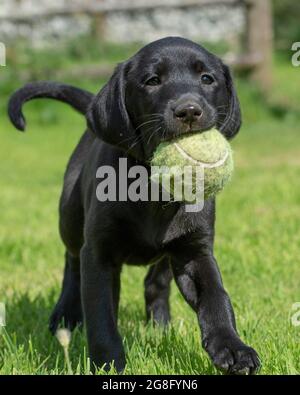Labrador dog carry tennis ball in his mouth on blurred garden ...