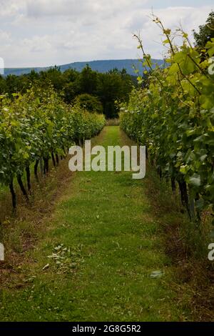 Nutbourne vineyard, West Sussex Stock Photo - Alamy