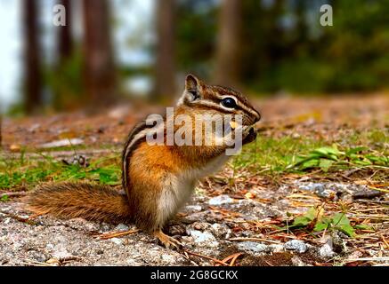 Cute Chipmunk Posing on a Rock Stock Photo - Alamy