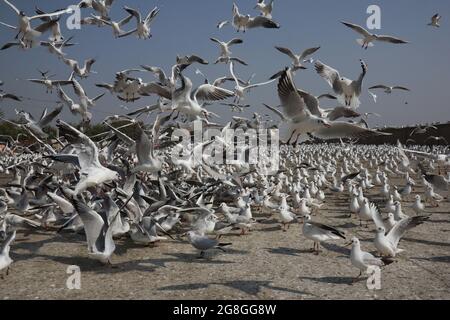 Scenic view of seagulls gathered in one place Stock Photo - Alamy