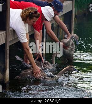 Swan Uppers release a swan and its cygnets, during the ancient ...