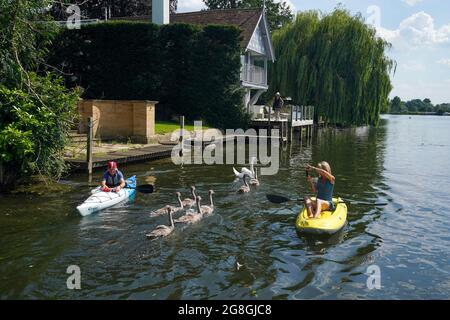 Swan Uppers release a swan and its cygnets, during the ancient ...