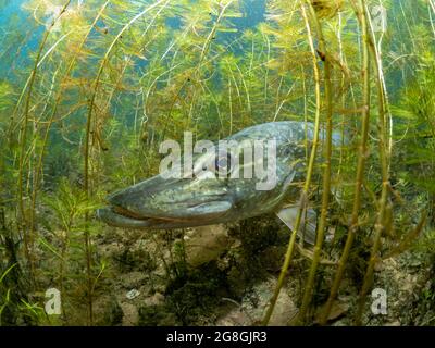 European pike hiding between water plants, Esox lucius, Thüringen ...