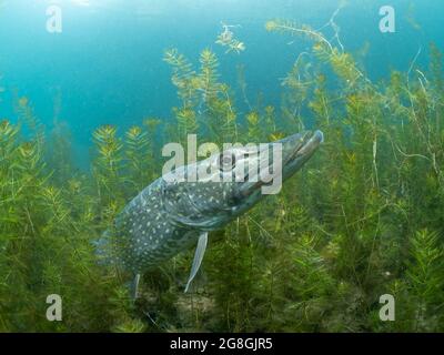 European pike hiding between water plants, Esox lucius, Thüringen ...
