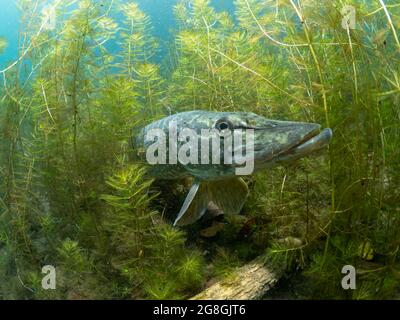 European pike hiding between water plants, Esox lucius, Thüringen ...