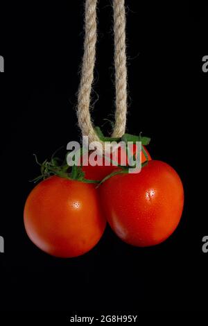 Ripe black tomatoes hang on a branch of a tomato plant. Growing ...