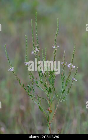 Winged Lythrum, Lythrum alatum Stock Photo - Alamy