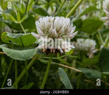 A close-up of running buffalo clover, a rare plant species, growing in ...